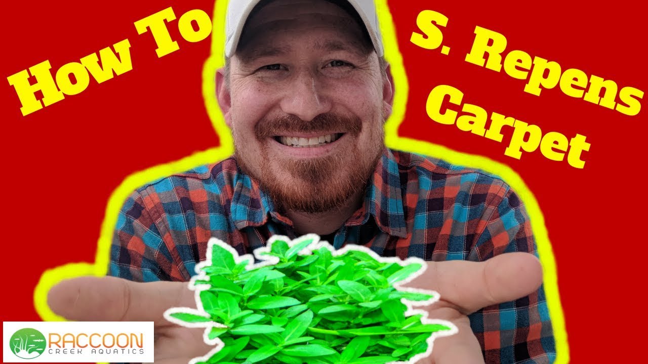 How to: Grow an S. Repens Carpet | Staurogyne Repens