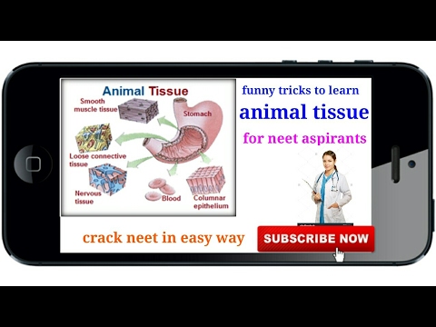 Structural organisation in Animals { tissue tricks} for neet in hindi ...
