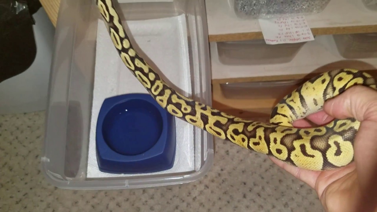 Why do we cut open ball python eggs?! Flaming tart update @ Queen City Constrictors
