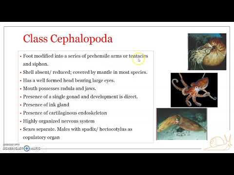 Classification of Phylum Mollusca : Class Cephalopoda