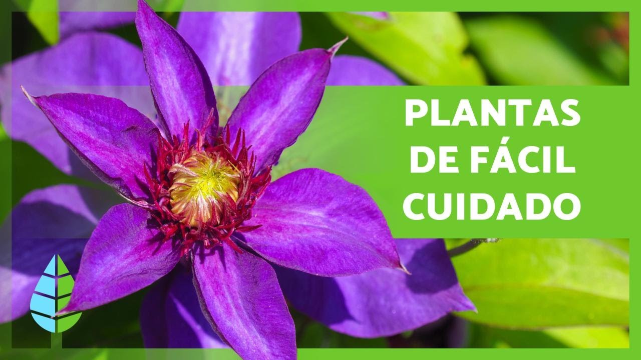 10 EASY-CARE OUTDOOR PLANTS 🌷🌼