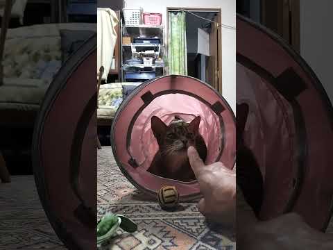ネコ動画あび#5011 #shorts #あび #ねこ #ネコのあび #猫動画