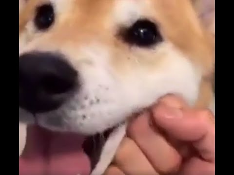 i hear you're hungry FOR A KNUCKLE SANDWICH