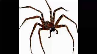 A Giant Huntsman Spider Scares Ponies - Fimfiction