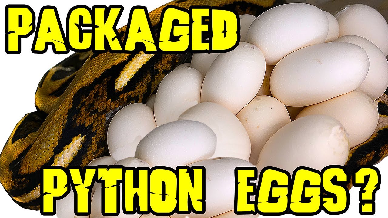 Giant Python package Surprise Second Half !