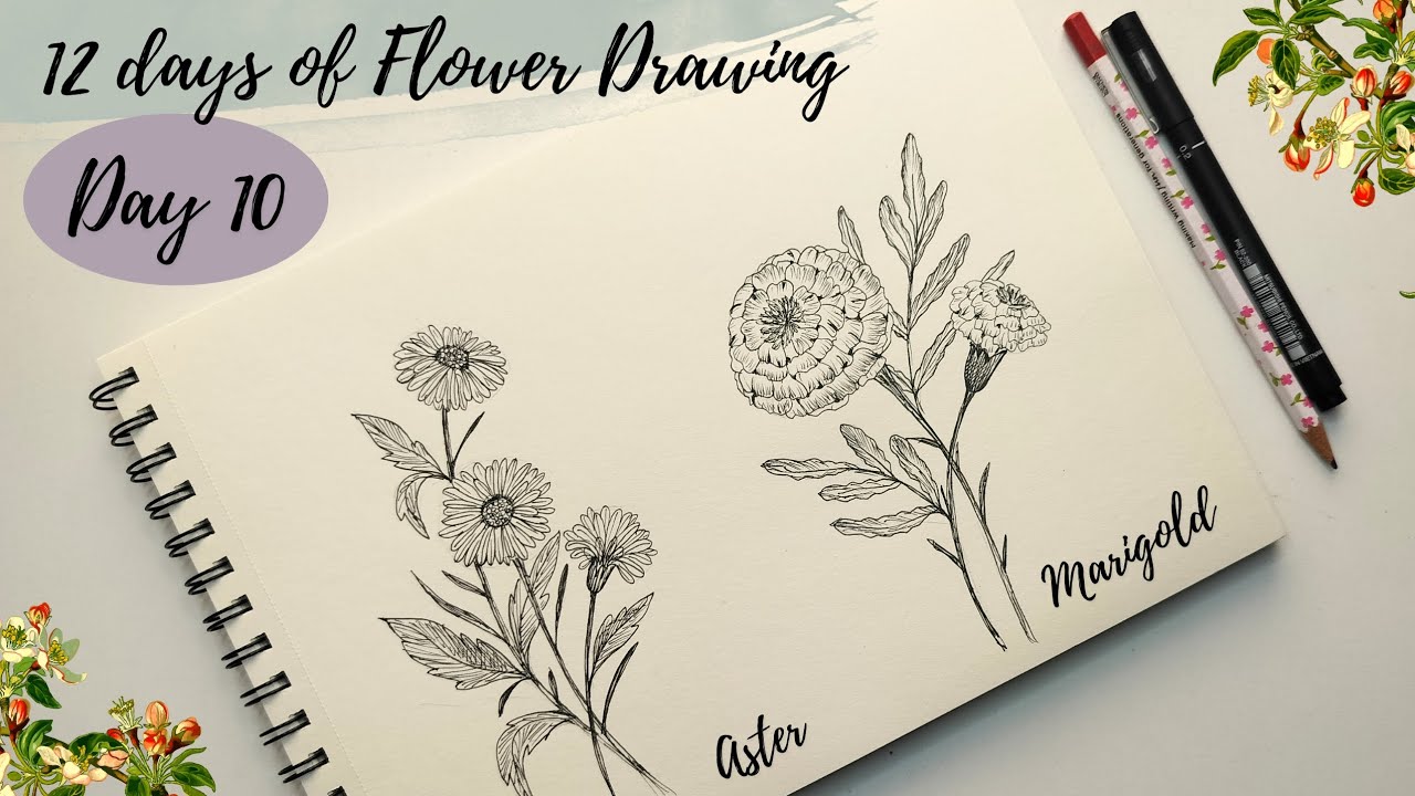 How to draw flowers - Day 10. Marigold flower drawing tutorial for beginners.