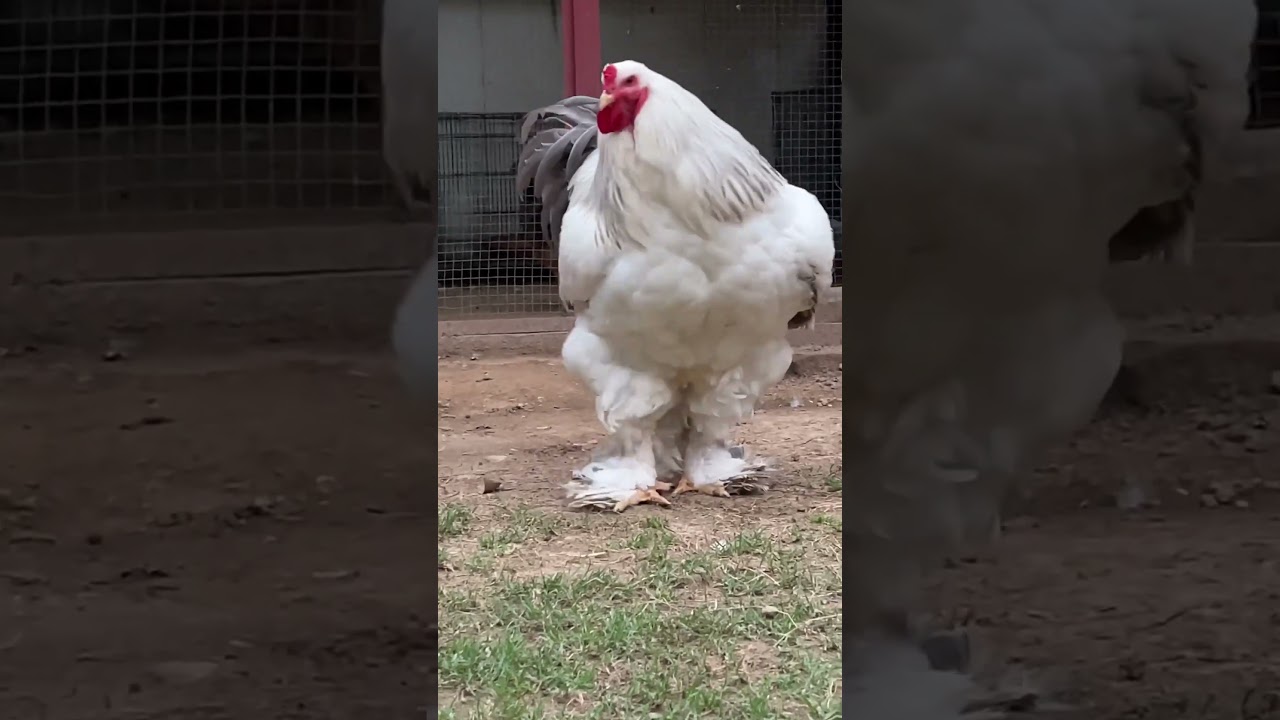 Brahma Chicken - Blue Columbia brahma - Top Qulity - HMM FARMS