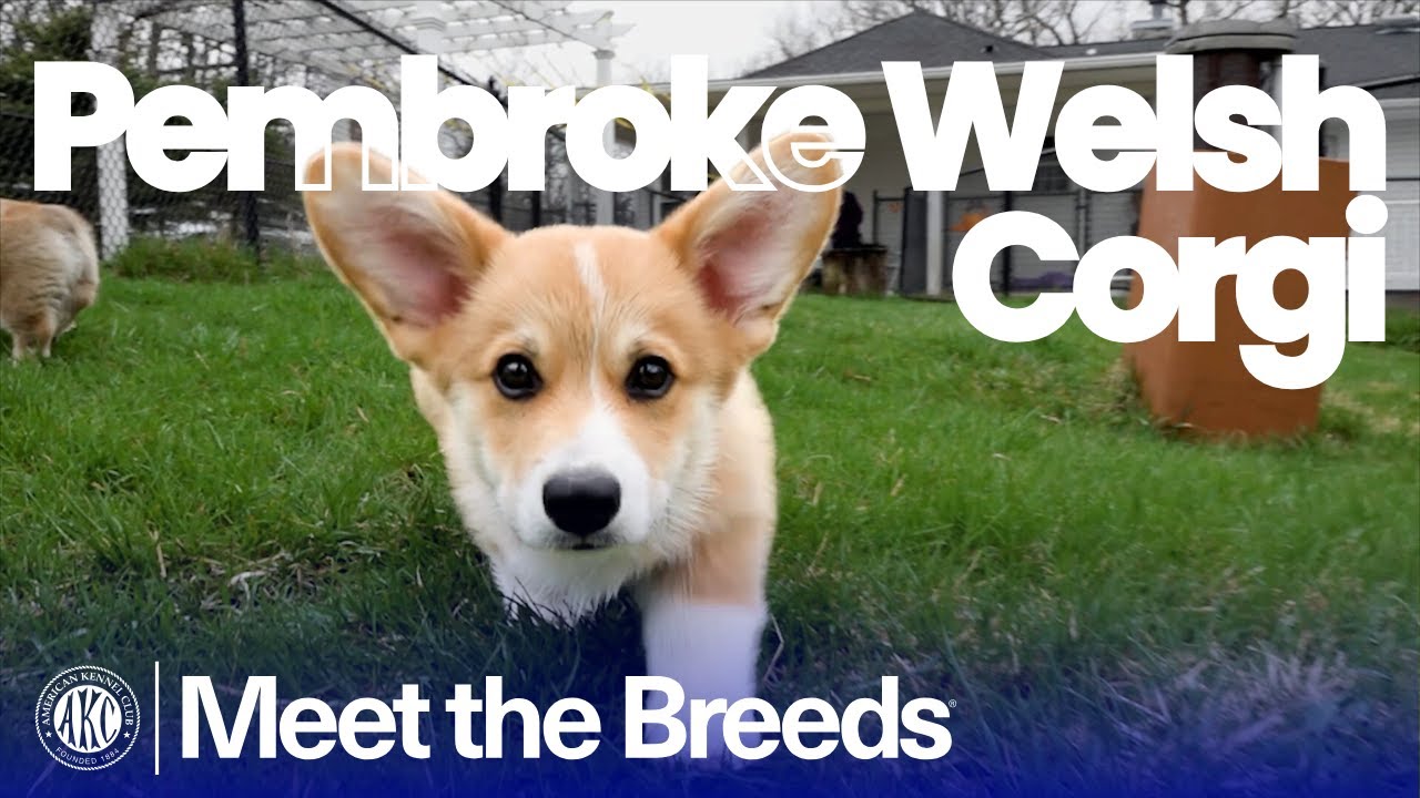 Everything You Need to Know About the Pembroke Welsh Corgi | AKC Meet the Breeds