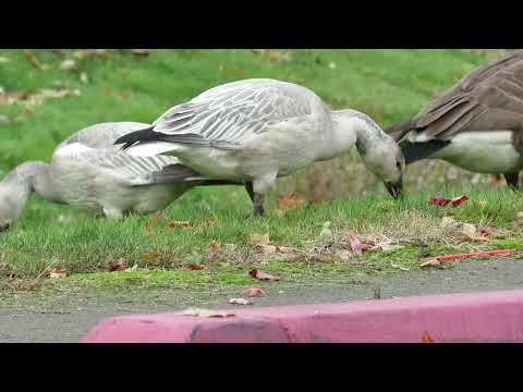 11/11/22 Snow Geese at 3 Friends Fishing Hole Tukwila Wa 9648-151