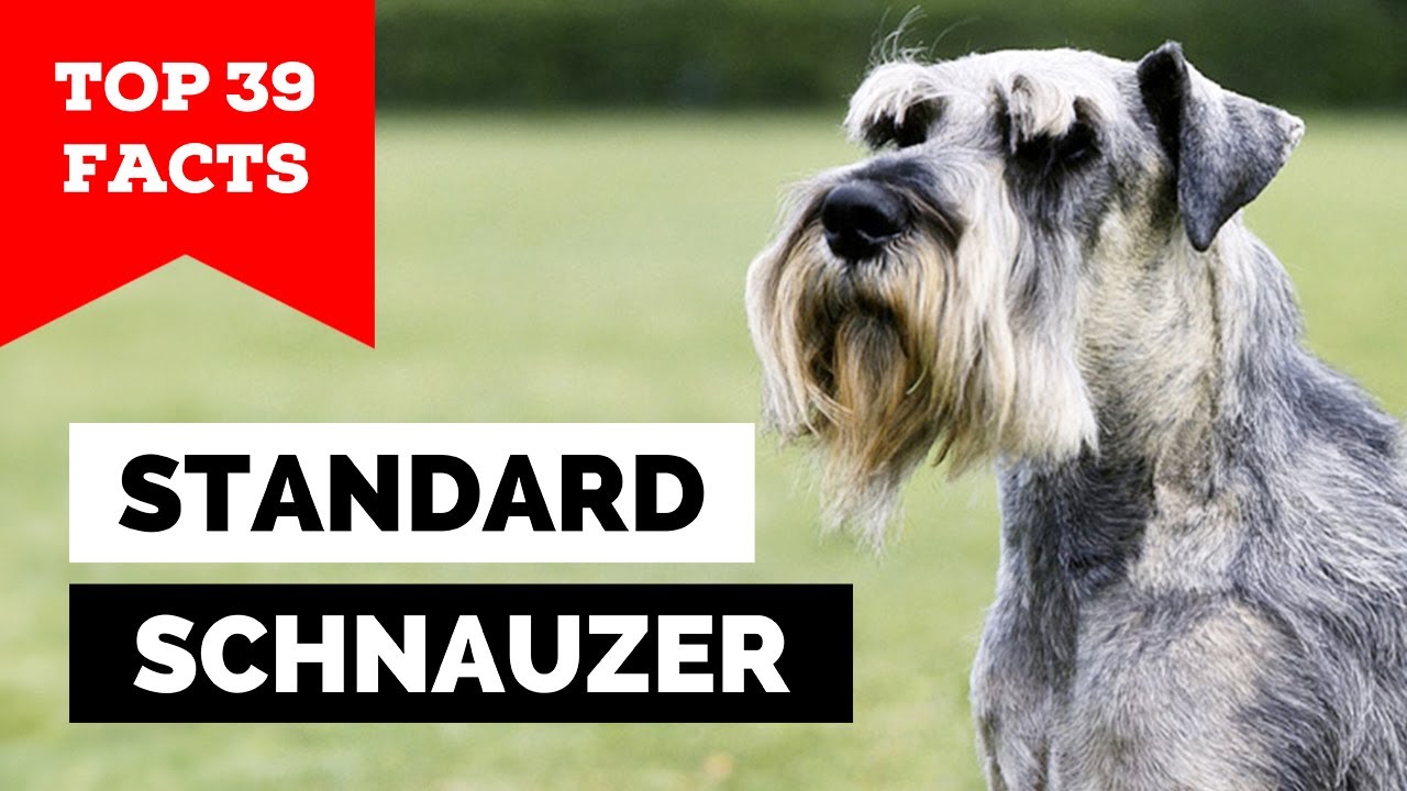 99% of Standard Schnauzer Dog Owners Don't Know This