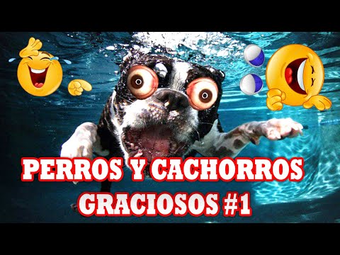 🐶🤗 PERROS Y CACHORROS GRACIOSOS 2020 🐶🤪 trate de no reírse 🙊 RISAS #1 🙊 MUY DIVERTIDO