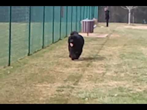 This is Norman at the dog park http://www.trakrnetwork.com/member/2736/3/0/