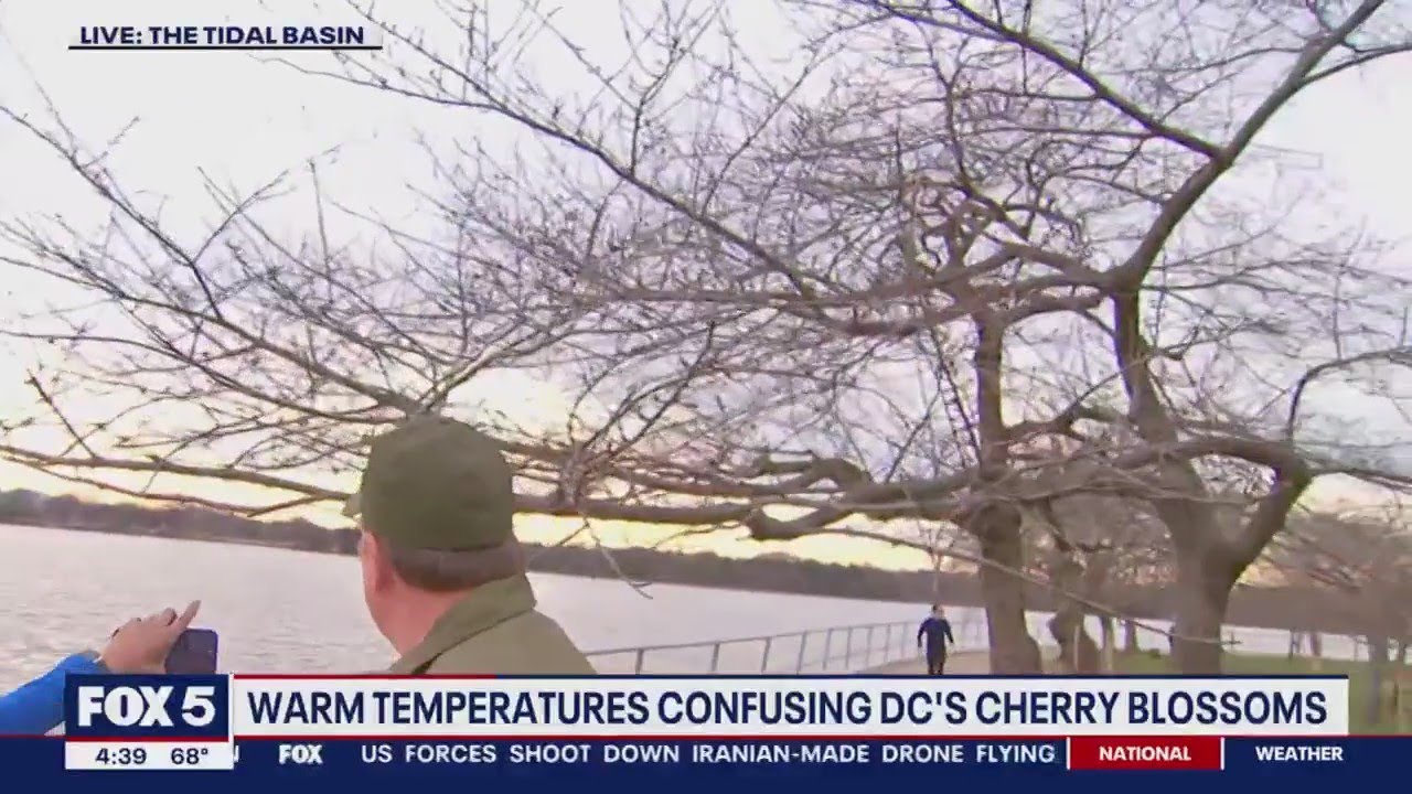 Warm temperatures are confusing DC's Cherry Blossoms | FOX 5 DC