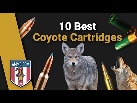 The 10 Best Coyote Hunting Cartridges