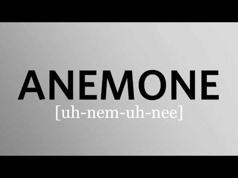 How to pronounce anemone
