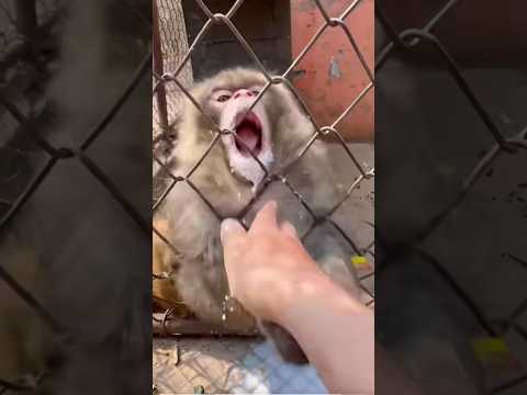 Angry monkey|#monkey #angry #angrymonkey #shorts