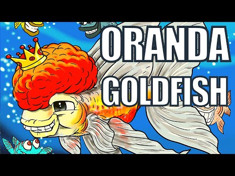 Oranda Goldfish | Oranda Goldfish Care & Guide