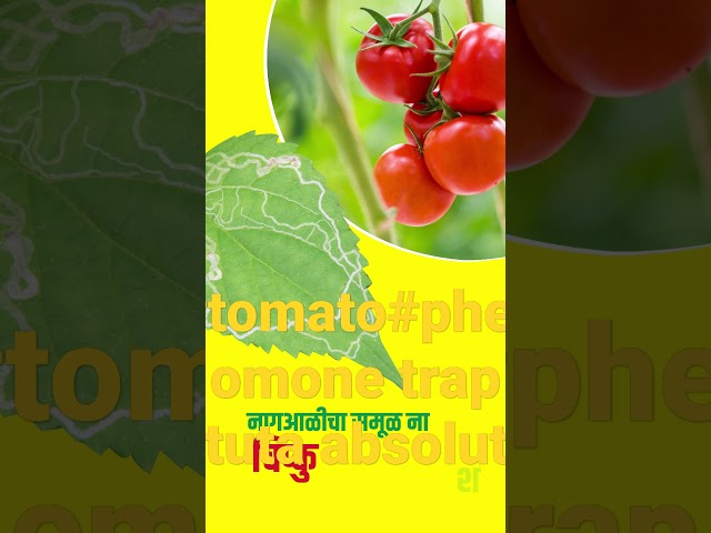 Tomato Leaf Miner - Water Trap With Tomato Leaf Miner Lure Pheromone Trap (tuta Absoluta ...