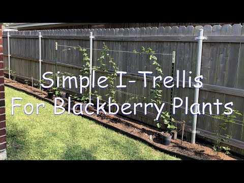 Simple I-Trellis for Blackberry Plants – SteveShoemake