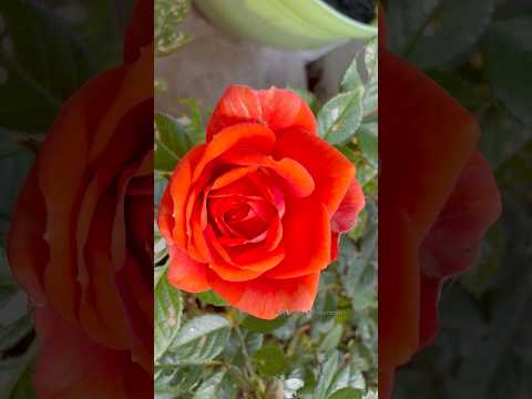 Beautiful ரோஜா 🌹 | Home Gardening #rose #youtubeshorts #shorts