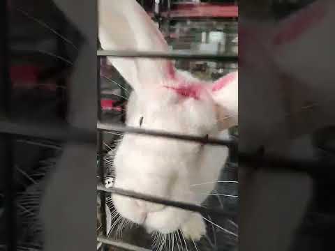 DON'T DO THIS to mark your rabbits!! #Tamuk