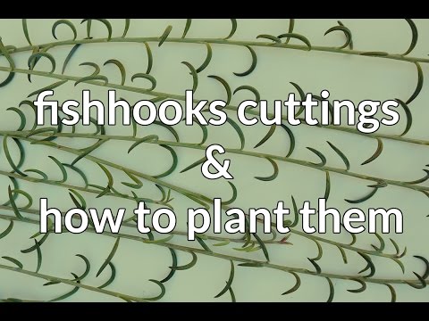 Succulent Cuttings: Fishhooks Senecio & How To Plant Them