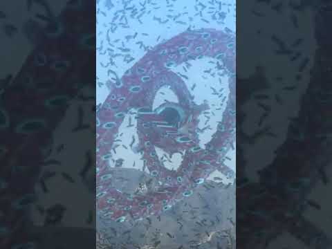 Be Not Afraid | ANIMATION #shorts