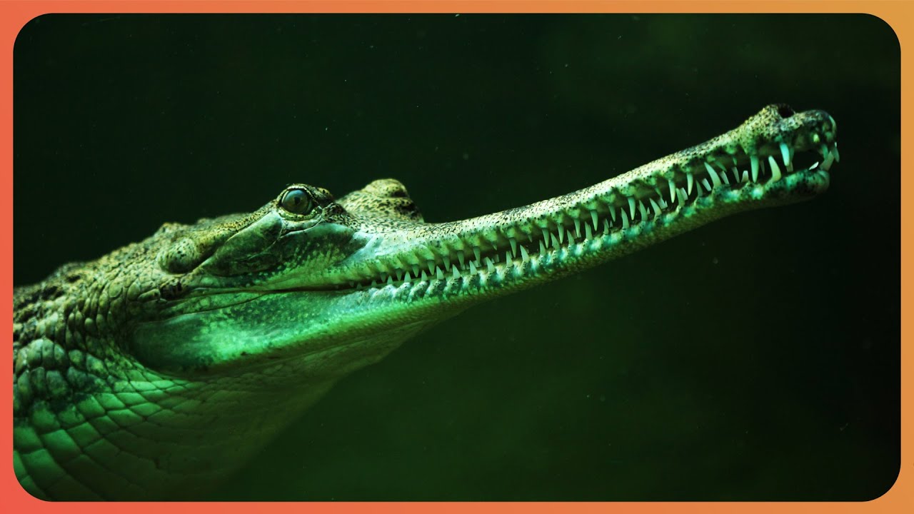 Saving Critically Endangered Gharial Crocodiles | Crocodile Blues | Real Wild