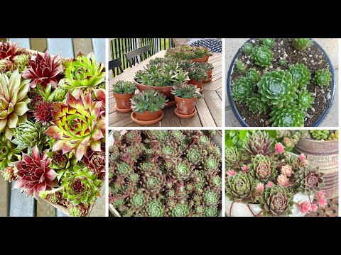 The Ultimate Guide To Hens And Chicks Succulent Care