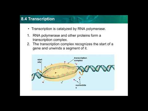 Ch 8 - Dna to Protein2.ppt - Google Slides