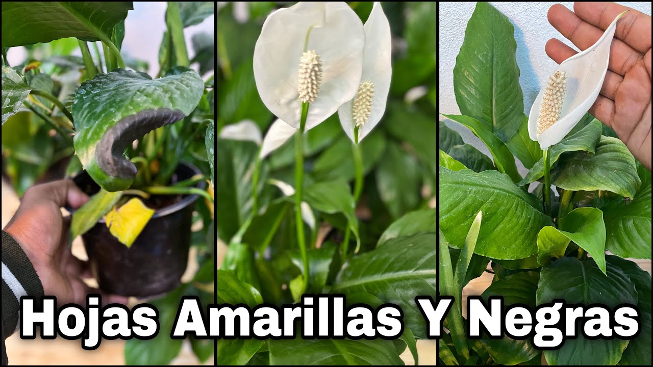 Why does my Moses Cradle have yellow and black leaves (spathiphyllum)