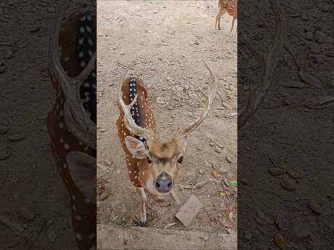 @Deer | Hiran video #deer #animals #dance