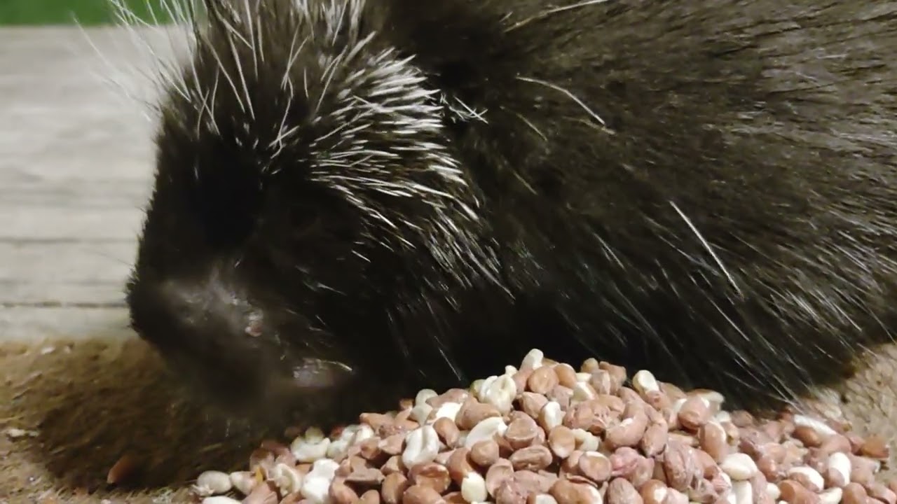 Chonkers eating peanuts for 5 minutes