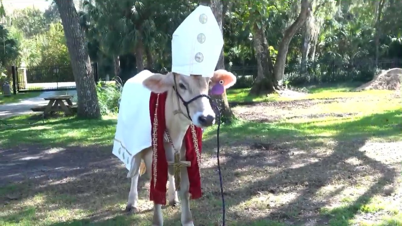 That’s one holy cow 🐄 #shorts