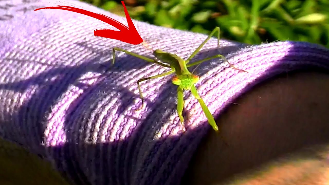 Praying Mantis - 6 Weeks Old