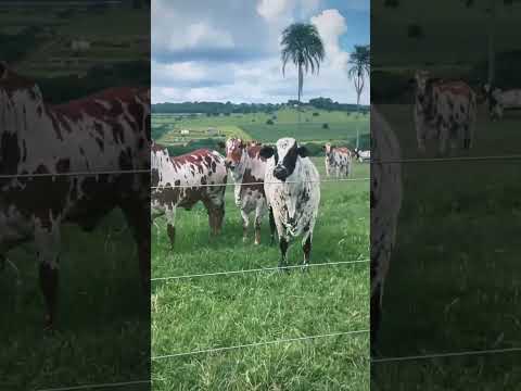 ⭕ Massive Bull NELORE PINTADO ✅ Biggest Bulls And Cow