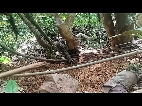 Kita poin tapi bukan target paksa kita lepas kan