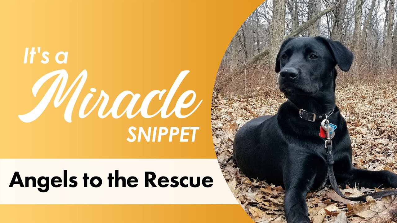 Angels to the Rescue - It's a Miracle Snippet