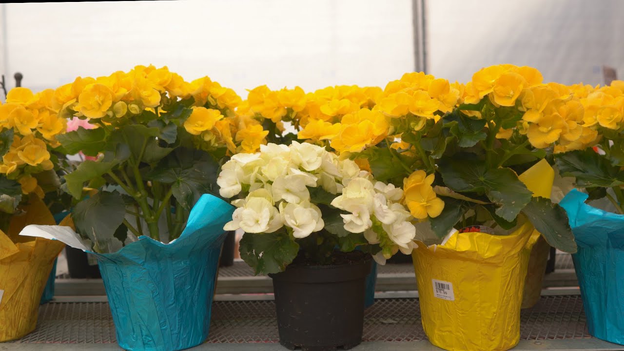 Rieger Begonia @ greengate Garden Centres