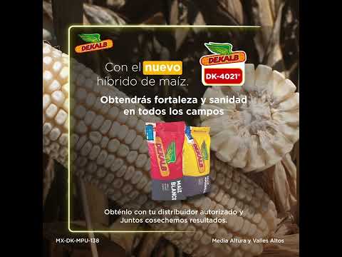 Nuevo híbrido de maíz, DK-4021®.