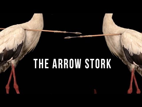 The Arrow Stork | 100 Wonders | Atlas Obscura