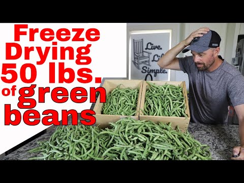50 lbs. of FREEZE DRIED GREEN BEANS #freezedriedvegetables #freezedriedgreenbeans