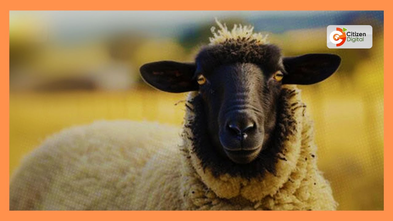 | SMART FARM | Dorper sheep rearing in Kantafu, Machakos