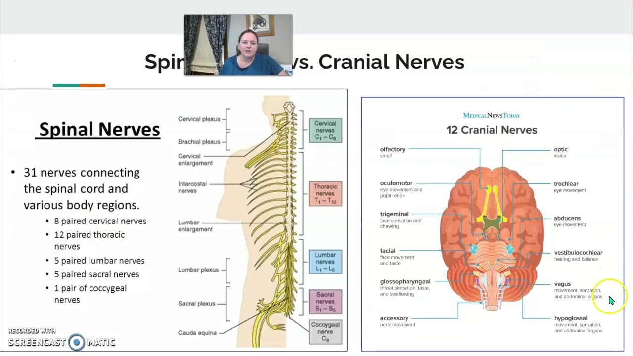 Neuro Radiology Part # 1