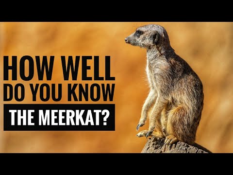 Meerkat || Description, Characteristics and Facts!