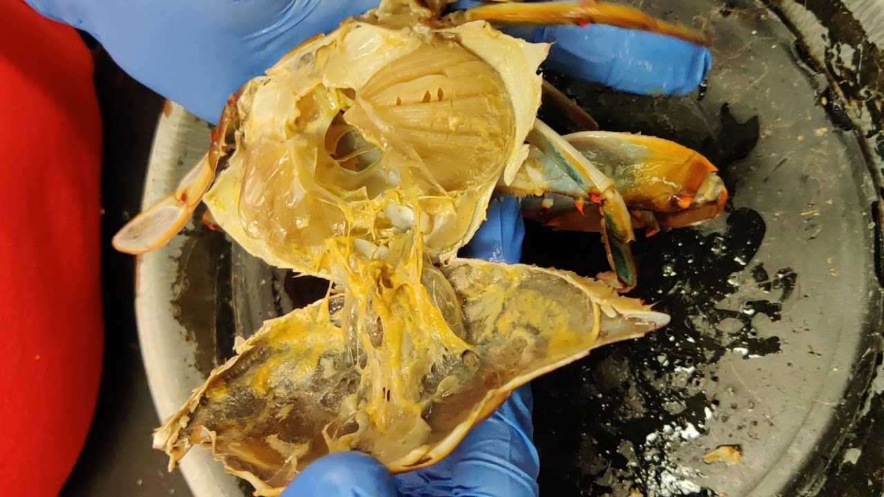 Blue crab (Callinectes sapidus) dissection