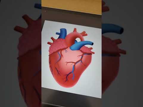 Anatomical Heart Emoji 🫀