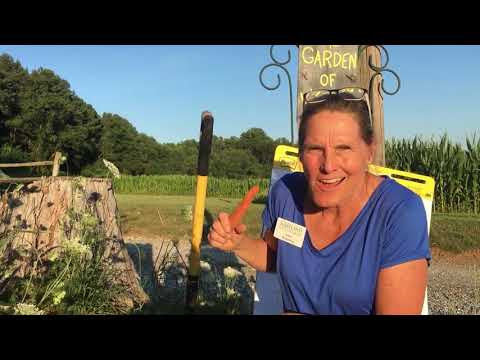 Queen Anne’s lace: the true carrot!