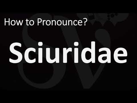 How to Pronounce Sciuridae? (CORRECTLY)