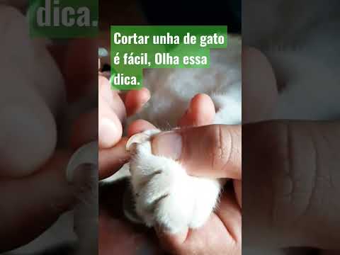 Atenção ao Cortar unha de gato. para ñ Machucar seu denguinho